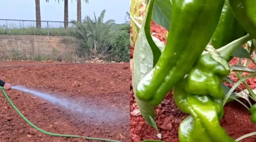 The Best Way to Accelerate Plant Growth – Tipsin the Garden