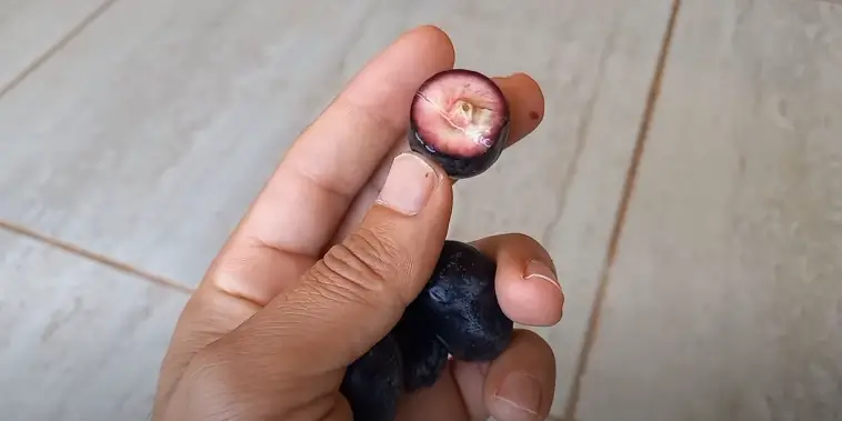 How to Plant the Best Oil-Producing Olive Tree – Tipsin the Garden