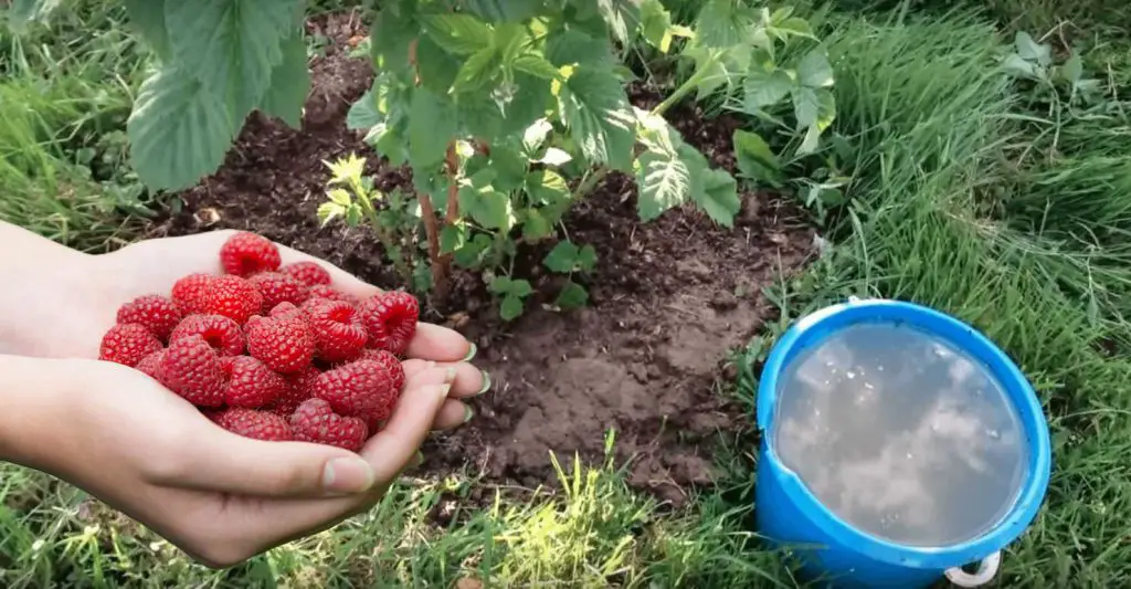 Boost Raspberry Yield With Summer Feeding Tipsin The Garden