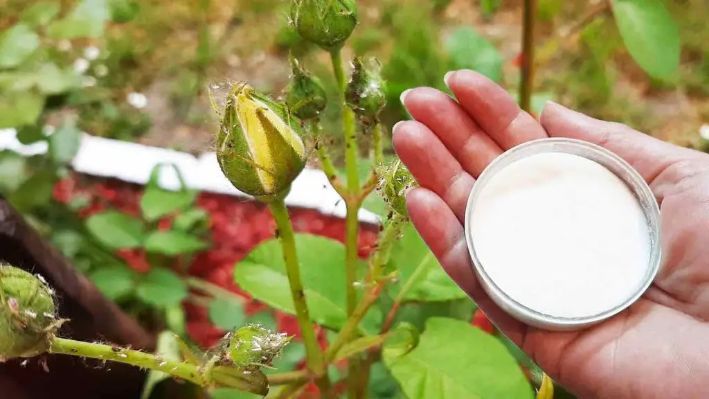Save Roses and Other Plants from Pesky Pests: The Only Effective Method Revealed by Experts ...