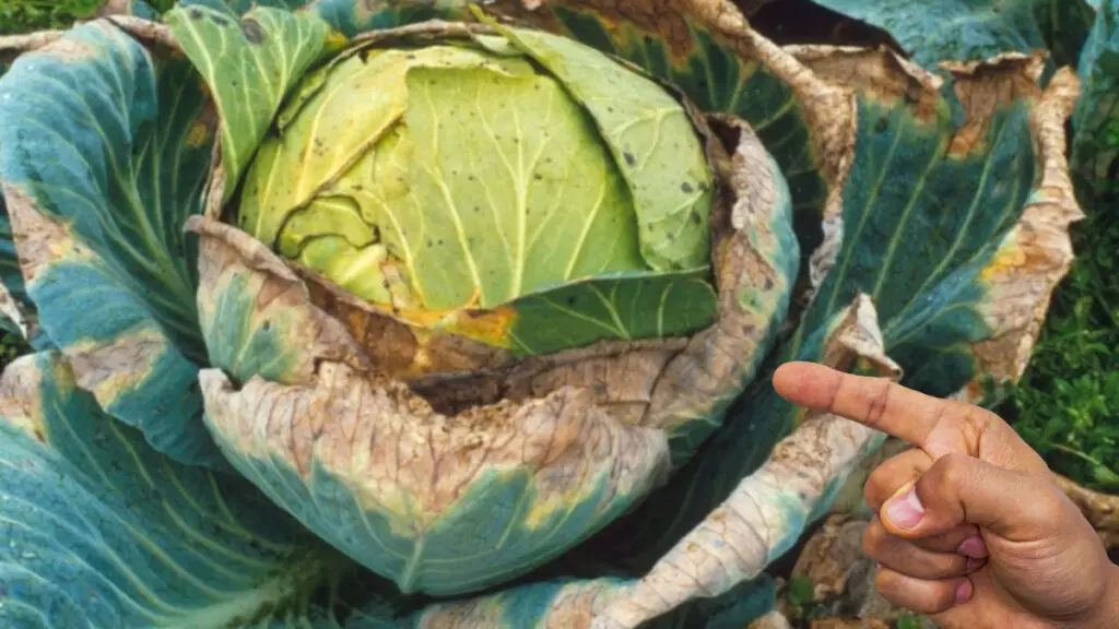 Tips for Protecting Cabbage from Yellowing and Drying of Leaves ...
