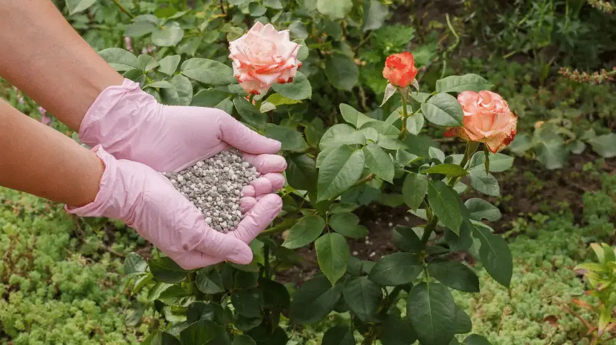 How to Make Roses Bloom Before Frost: Secrets of July Care – Tipsin the ...