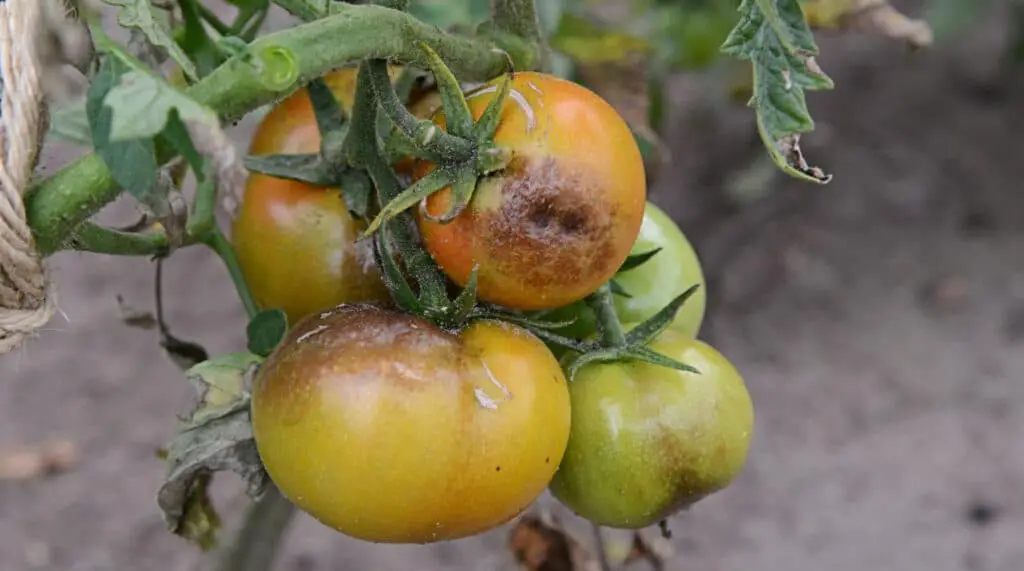 We Save Tomatoes from Phytophthora: Practical Tips for Gardeners ...
