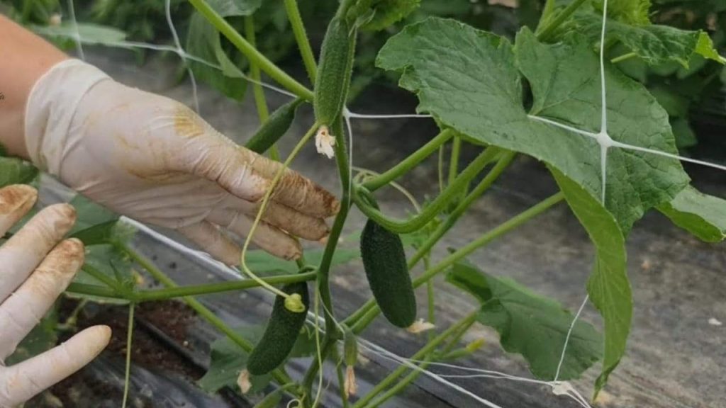 How to Grow Cucumbers for a Big Harvest and Disease-Free Plants ...