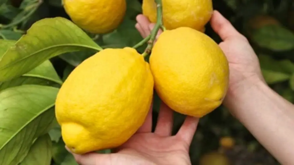 Grow Huge and Juicy Lemons with This Old Farmer’s Method – Tipsin the ...