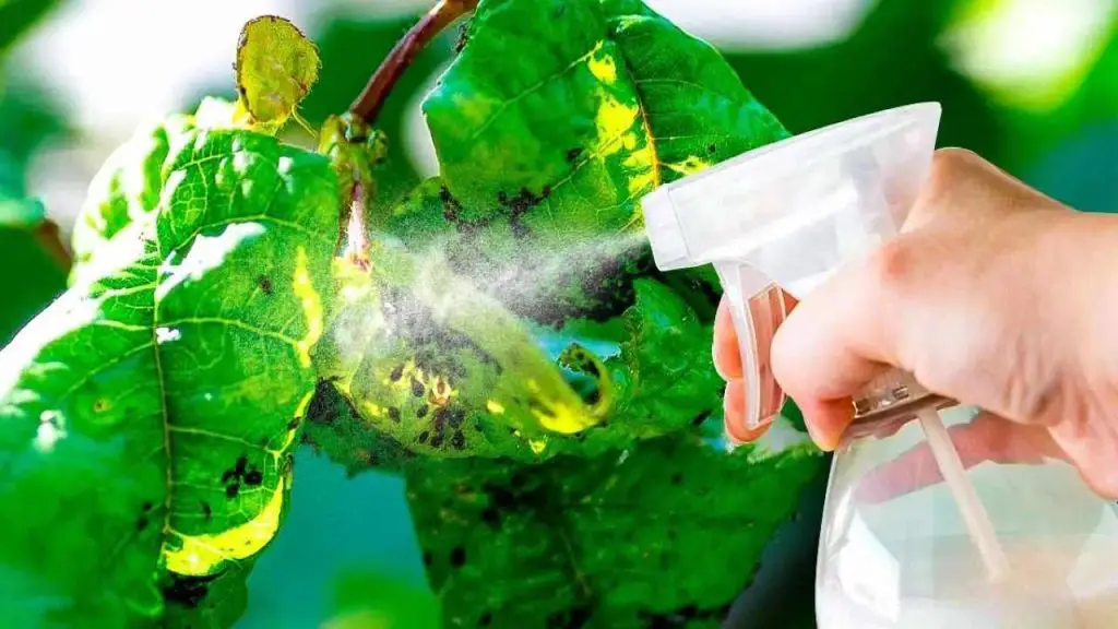 The Powerful Home Remedy for Aphids, Used by Nurserymen: You Have It in ...