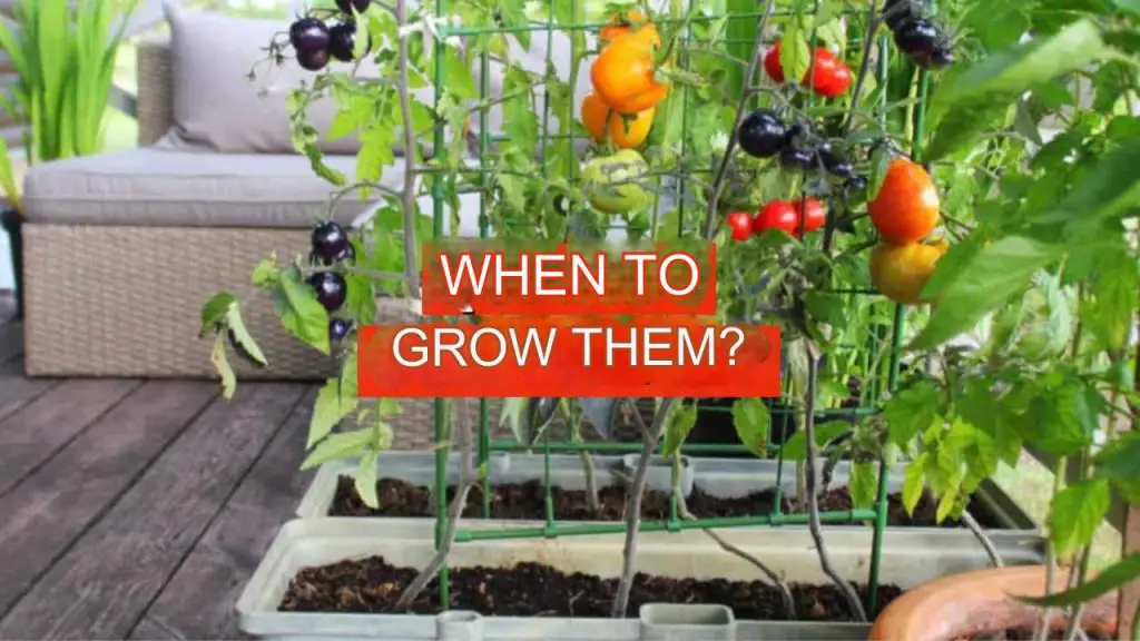 When to Plant Tomatoes: Optimal Timing for a Thriving Crop – Tipsin the ...
