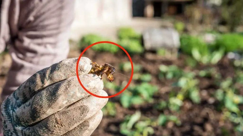 The Most Destructive Garden Insect: The One You Might Be Overlooking ...