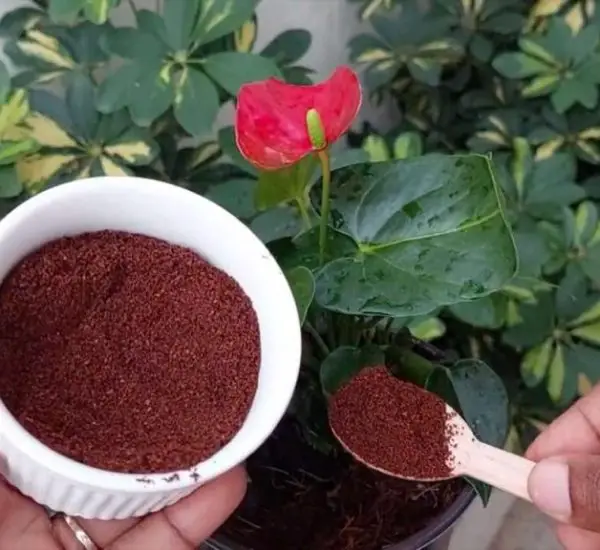 Yeast Elixir for Orchids: Crafting a Natural Fertilizer Recipe – Tipsin ...