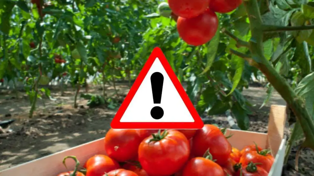 Pesticides in Tomatoes: Beware of This Dangerous Variety – Tipsin the ...