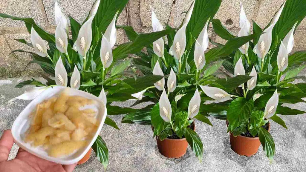 Unlock the Secret to Thriving Peace Lilies with This Powerful Natural ...