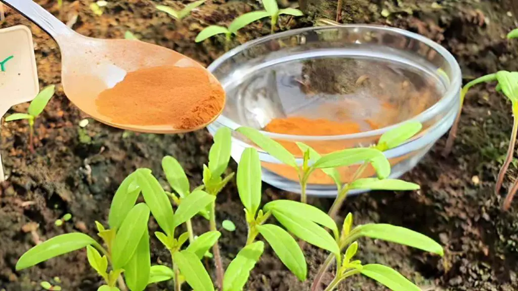 Natural Fungicide for the Vegetable Garden and Garden: Cinnamon to Keep ...