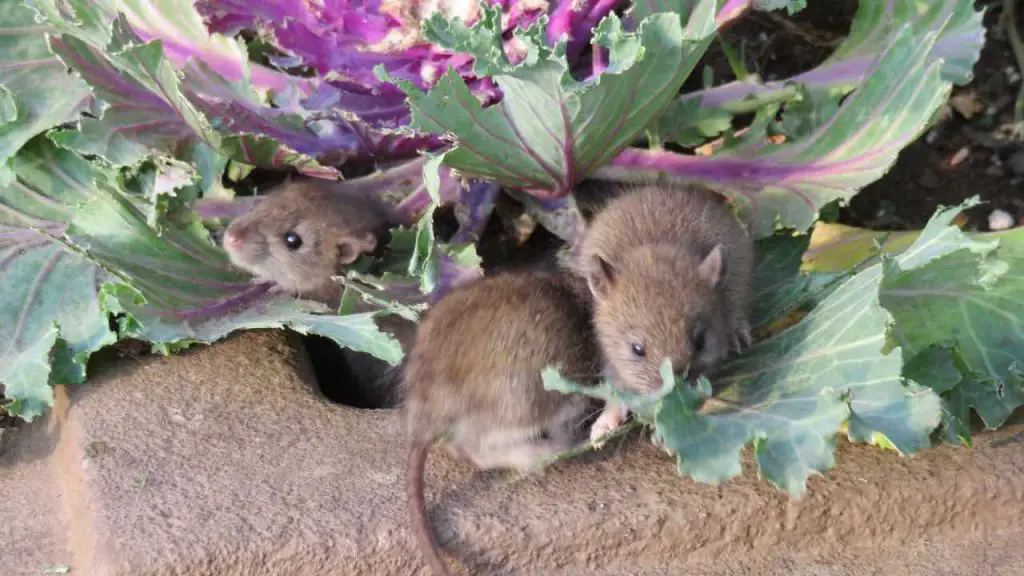 Natural Mice Repellent for Your Garden: A Simple and Effective Solution ...