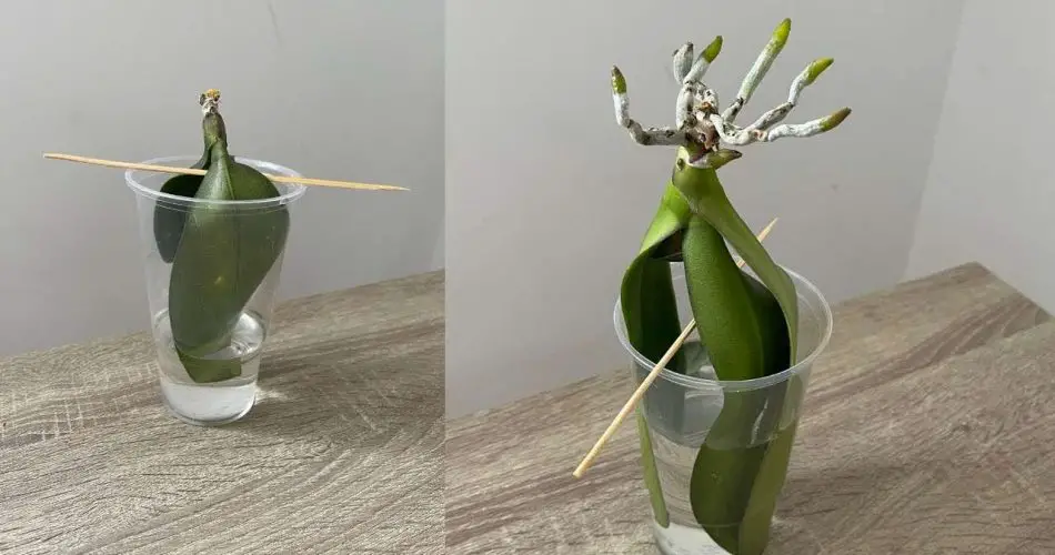 How to Grow Orchids Without Roots in Water: Revive Your Plant! – Tipsin the Garden