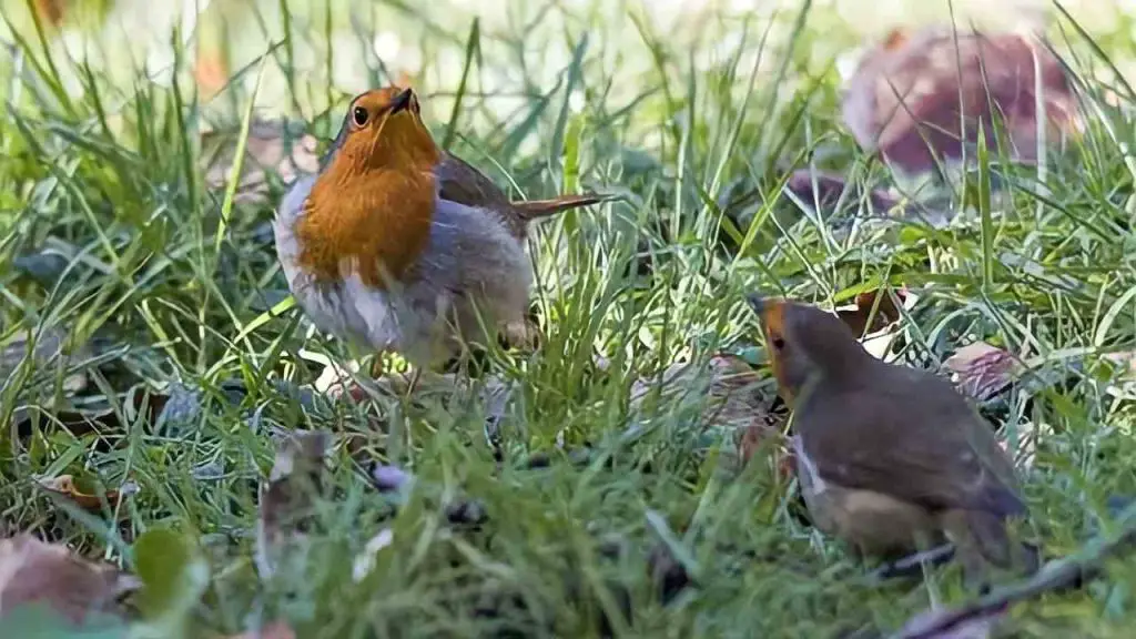 How to Attract Robins in Winter: This Method Will Bring Them to Your ...