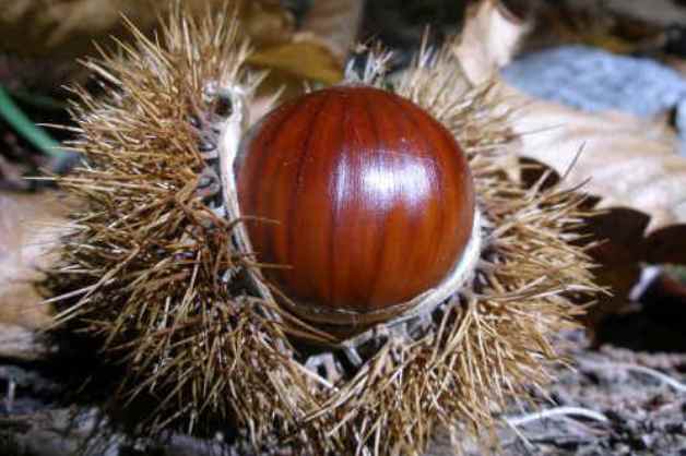 How to Preserve Chestnuts for a Long Time – Tipsin the Garden