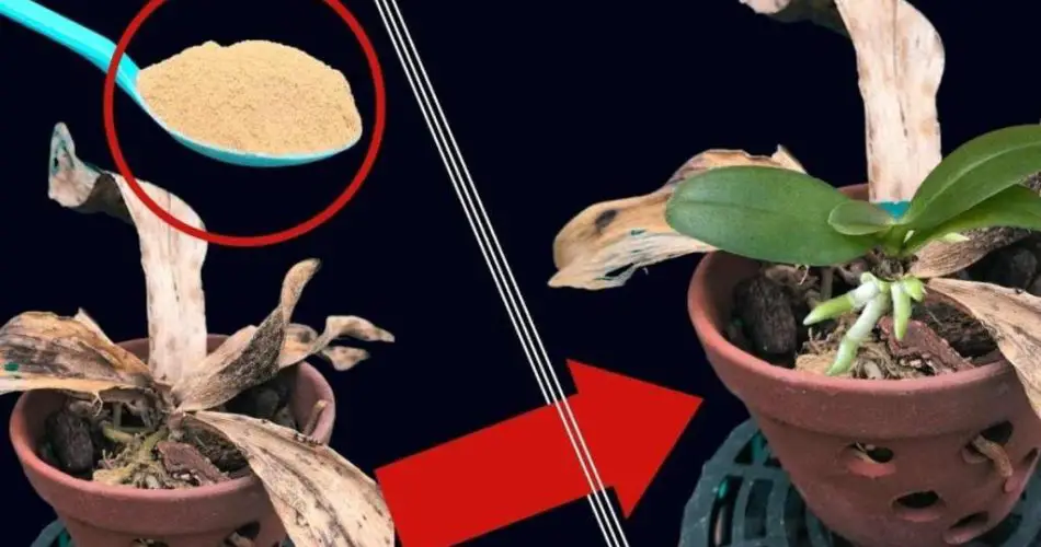 Dry Orchid Leaves? Here’s What You Need to Do: Just 1 Euro – Tipsin the ...