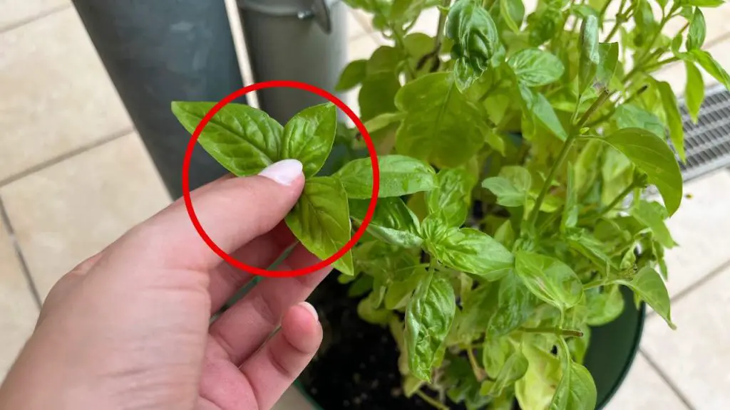 Basil: You Should NEVER Harvest It Like This—Avoid Rotting in Just a ...