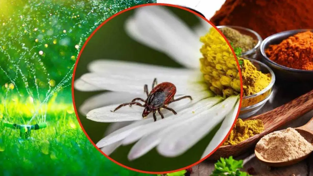 Ticks in the Garden: How to Exterminate Them with This Spice – Your ...