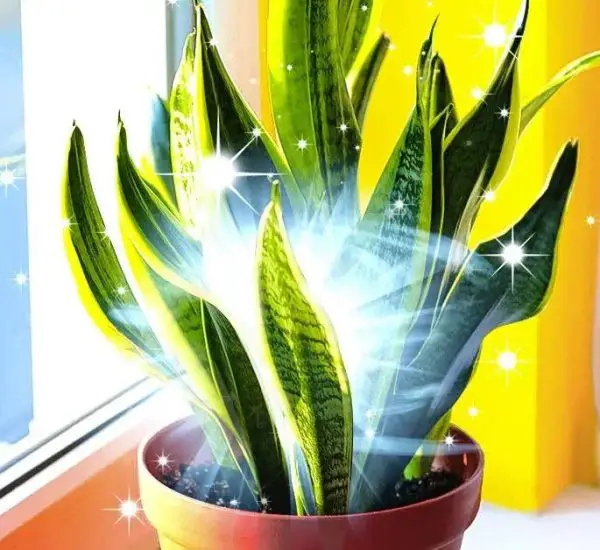 🌲 Why Do Some Plants Have Needle-Like Leaves? 🌲 – Tipsin the Garden 🌲 Why Do Some Plants Have Needle-Like Leaves? 🌲 – Tipsin the Garden