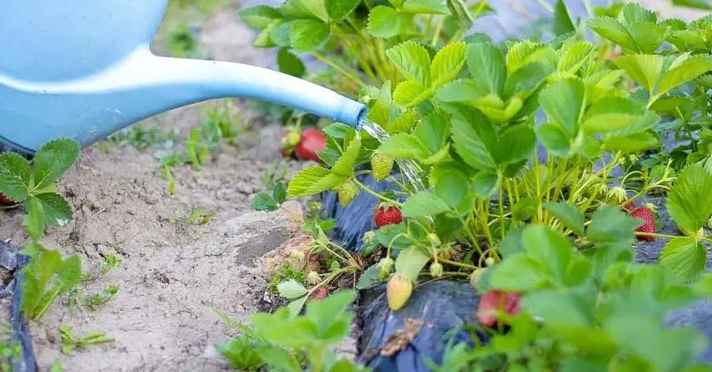 Everything You Need to Know About Watering Strawberries – Tipsin the Garden