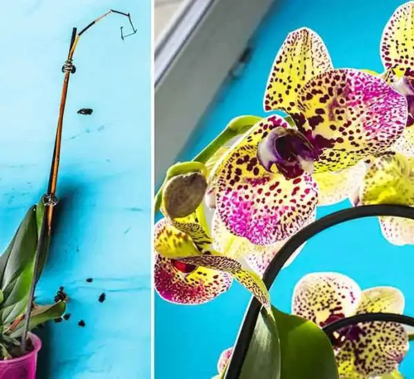 3 Reasons Why Geranium Leaves Turn Red and How to Fix It – Tipsin the ...