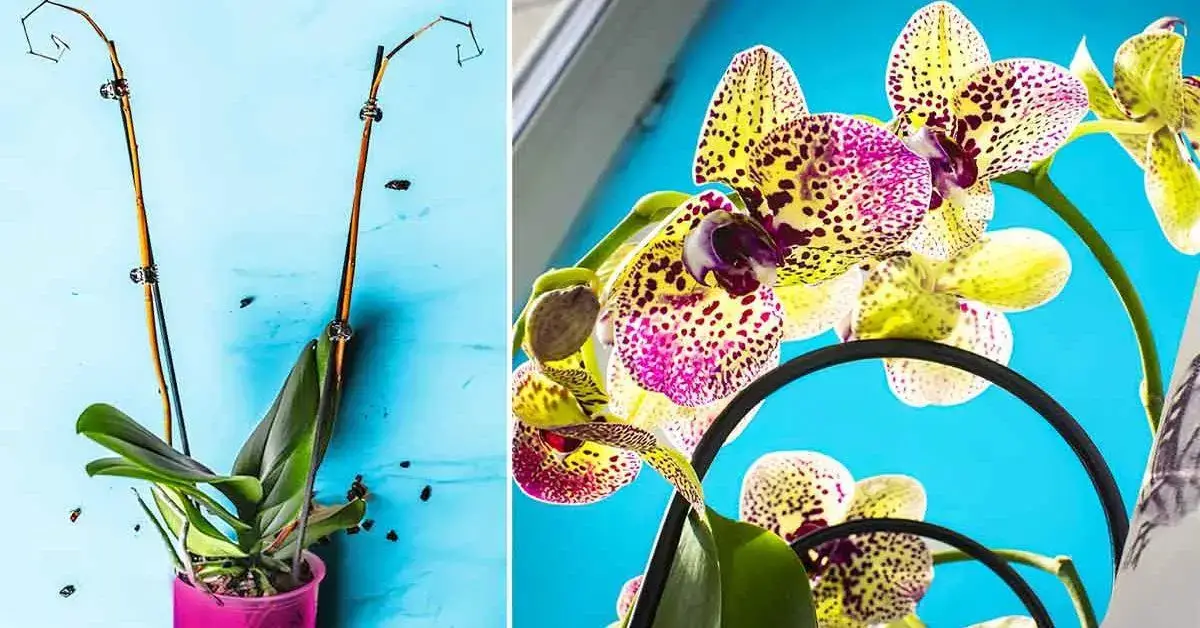 How to Care for an Orchid and Make It Bloom Again: A Step-by-Step Guide ...
