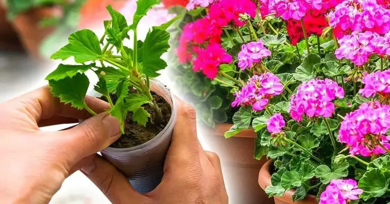 How to Propagate Geraniums from a Stem: A Simple Guide – Tipsin the Garden