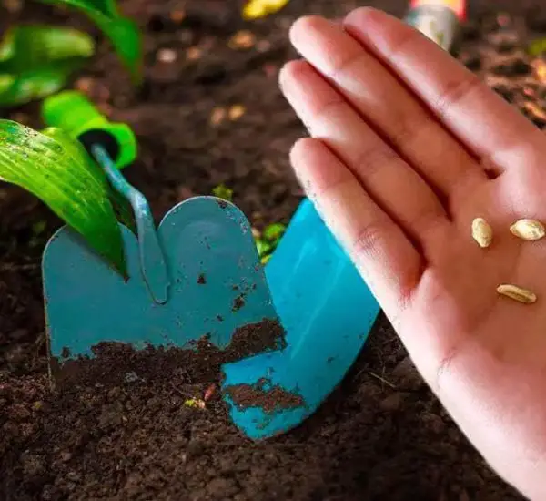 How to Preserve Chestnuts for a Long Time – Tipsin the Garden