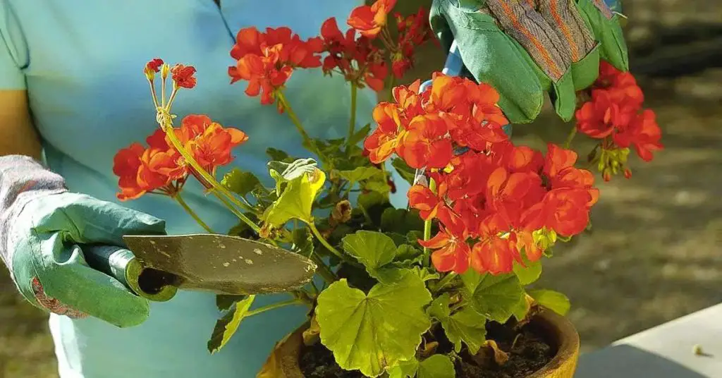 The Trick to Growing Beautiful Geraniums on Your Balcony – Tipsin the ...