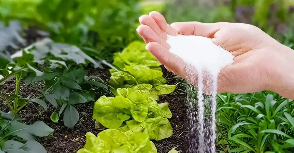 How to Apply Urea in Your Garden for a Prosperous Harvest – Tipsin the ...