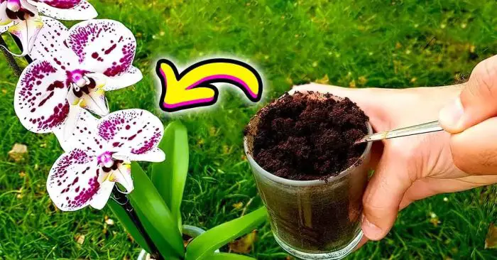 How to Make an Orchid Bloom Again with Coffee Grounds – Tipsin the Garden