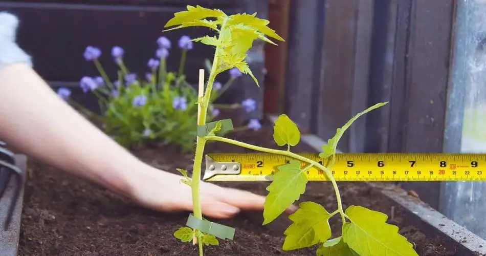 The Right Distance for Planting Tomatoes: Tips for a Bountiful Harvest ...