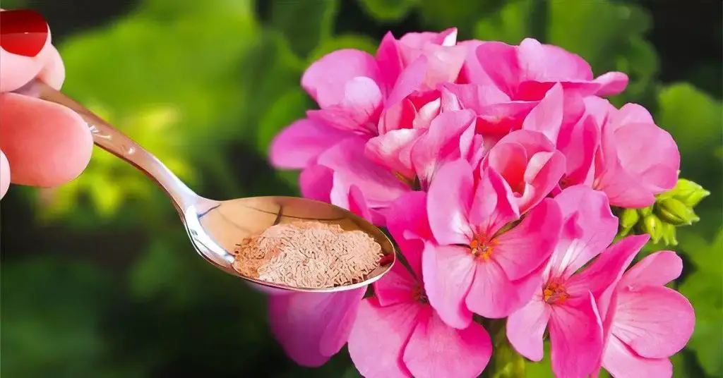 Grandma’s Recipe for Beautiful Geraniums: Tips for Lush, Year-Round ...