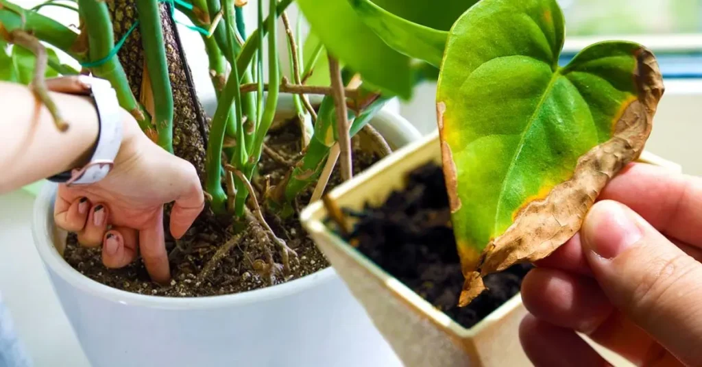 How to Save Your Houseplants That Are Drying Out – Tipsin the Garden