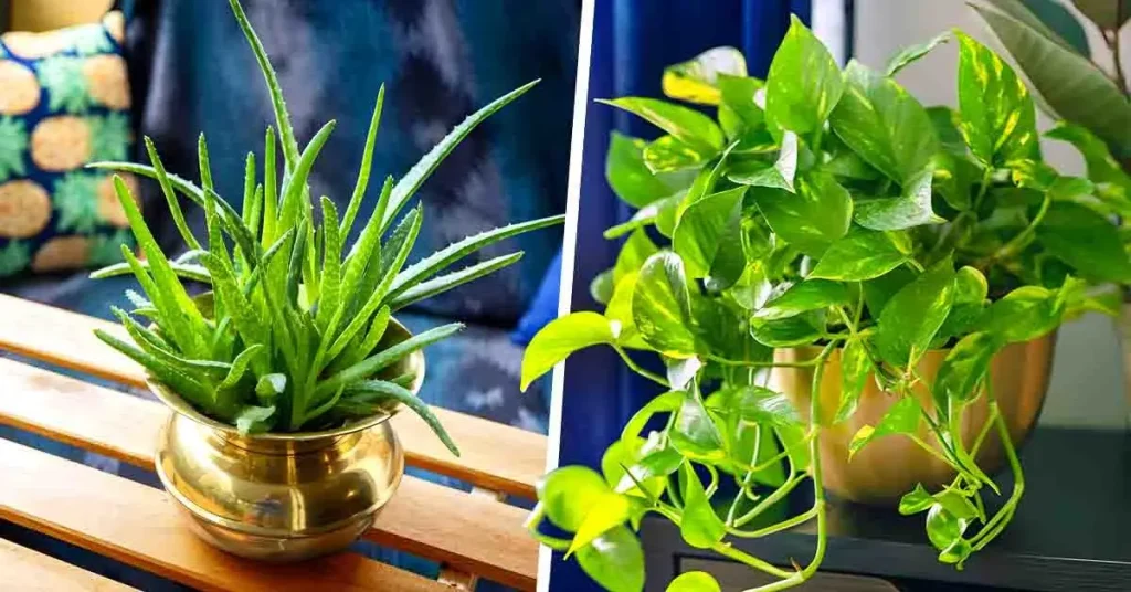 10 Hardy and Easy-Care Indoor Plants for Every Home – Tipsin the Garden
