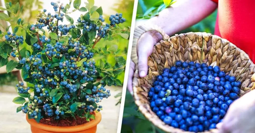 How to Grow Blueberries in Your Garden: A Complete Guide – Tipsin the ...