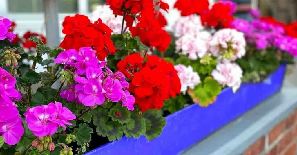 How to Wake Up Geraniums After Winter: A Step-by-Step Guide – Tipsin ...