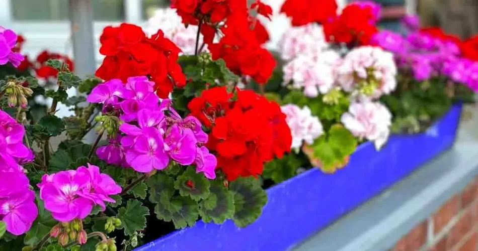 How to Wake Up Geraniums After Winter: A Step-by-Step Guide – Tipsin ...