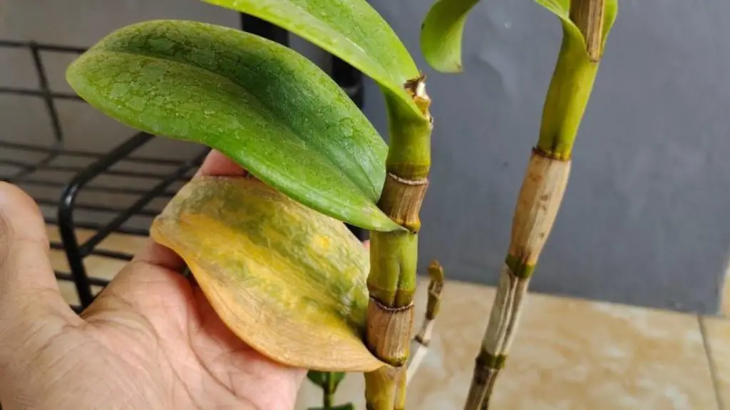Orchid Leaves Droopy