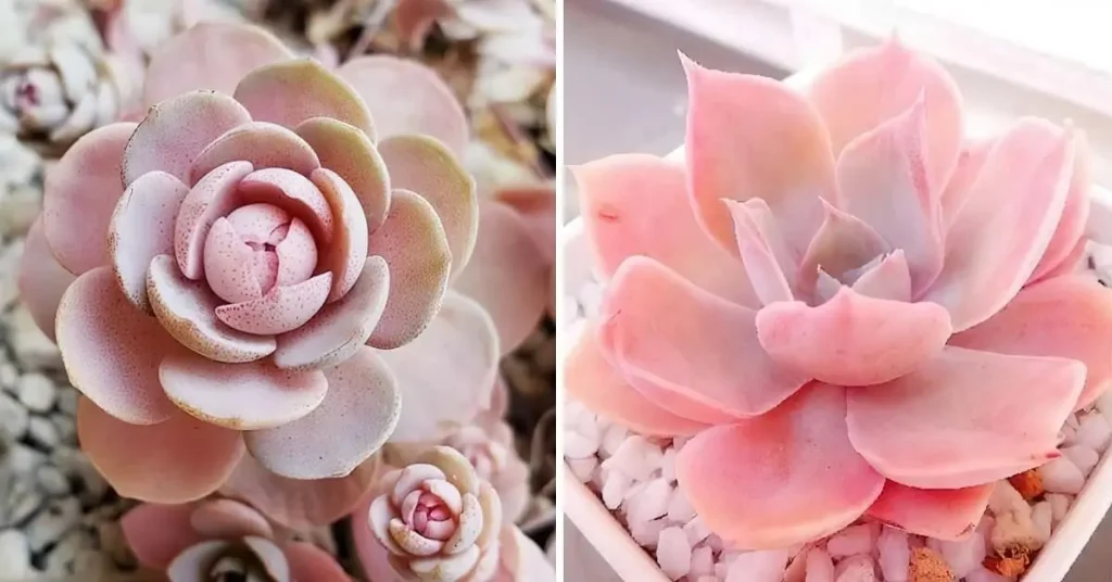 🌵 8 Stunning Pink Succulents to Decorate Your Home with Ease – Tipsin ...