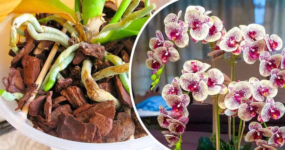🌸 The Magic Trick to Revive a Dried Orchid – Tipsin the Garden