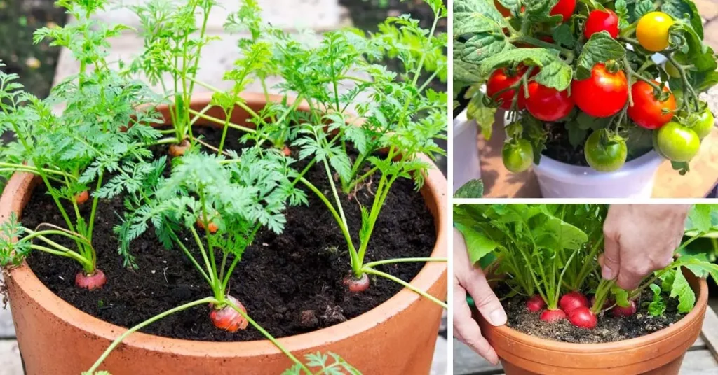 🏡 7 Easy Vegetables to Grow in Pots at Home – Tipsin the Garden