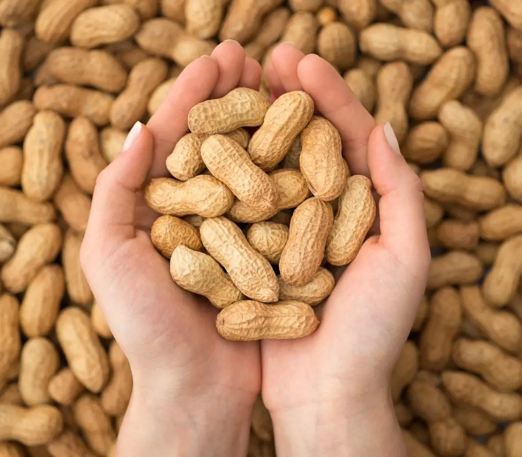 🥜 How to Grow Peanuts: A Step-by-Step Guide from Planting to Harvest ...