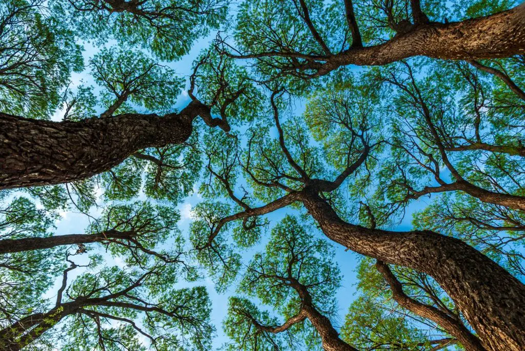 Crown Shyness: The Trees That Avoid Touching Each Other 🌳 – Tipsin the ...