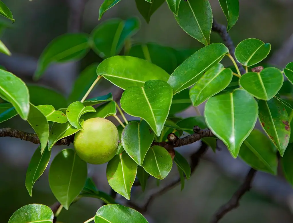 The “Little Apple of Death”: The Most Poisonous Fruit in the World 🍏☠️ ...