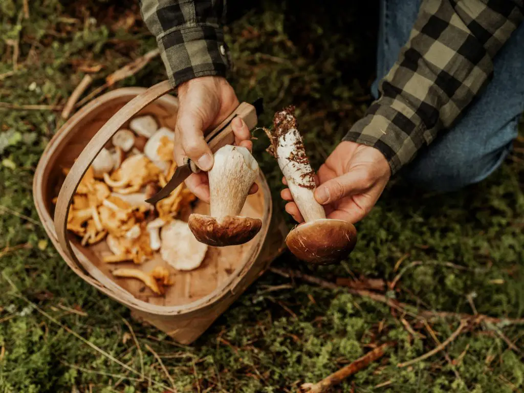 How to Identify and Choose Edible Mushrooms 🍄 – Tipsin the Garden