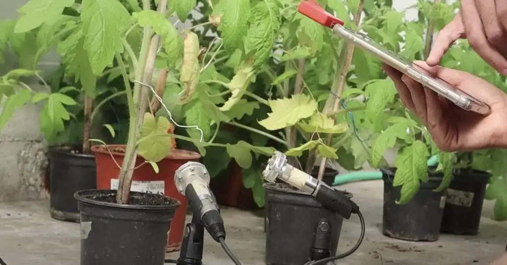 Do Plants “Scream” When Stressed? A Fascinating Discovery 🌱🔊 – Tipsin ...