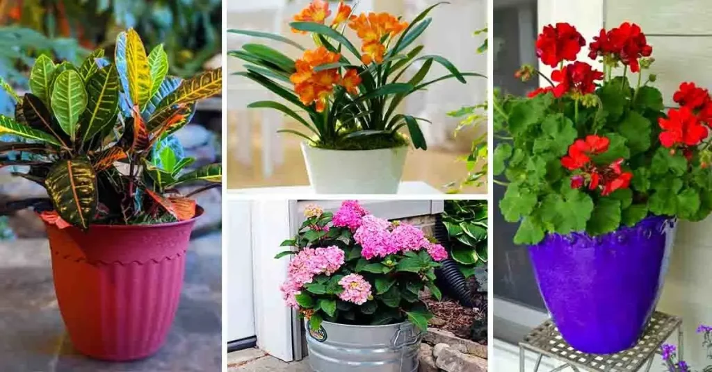 The 13 Most Beautiful Indoor Plants for Your Home in 2025 🌿🏡 – Tipsin ...