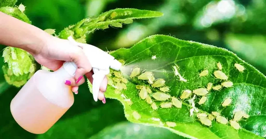 5 Natural Pesticides to Get Rid of Aphids 🌿🐜 – Tipsin the Garden